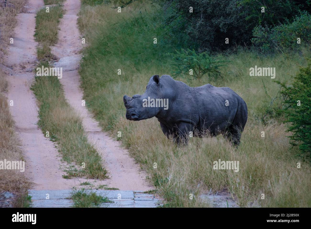 White rhino in the bush of Family of the Blue Canyon Conservancy in ...