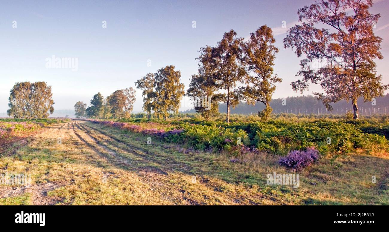 Heather in bloom across Heathland hills at the top of Cherrytree Slade ...