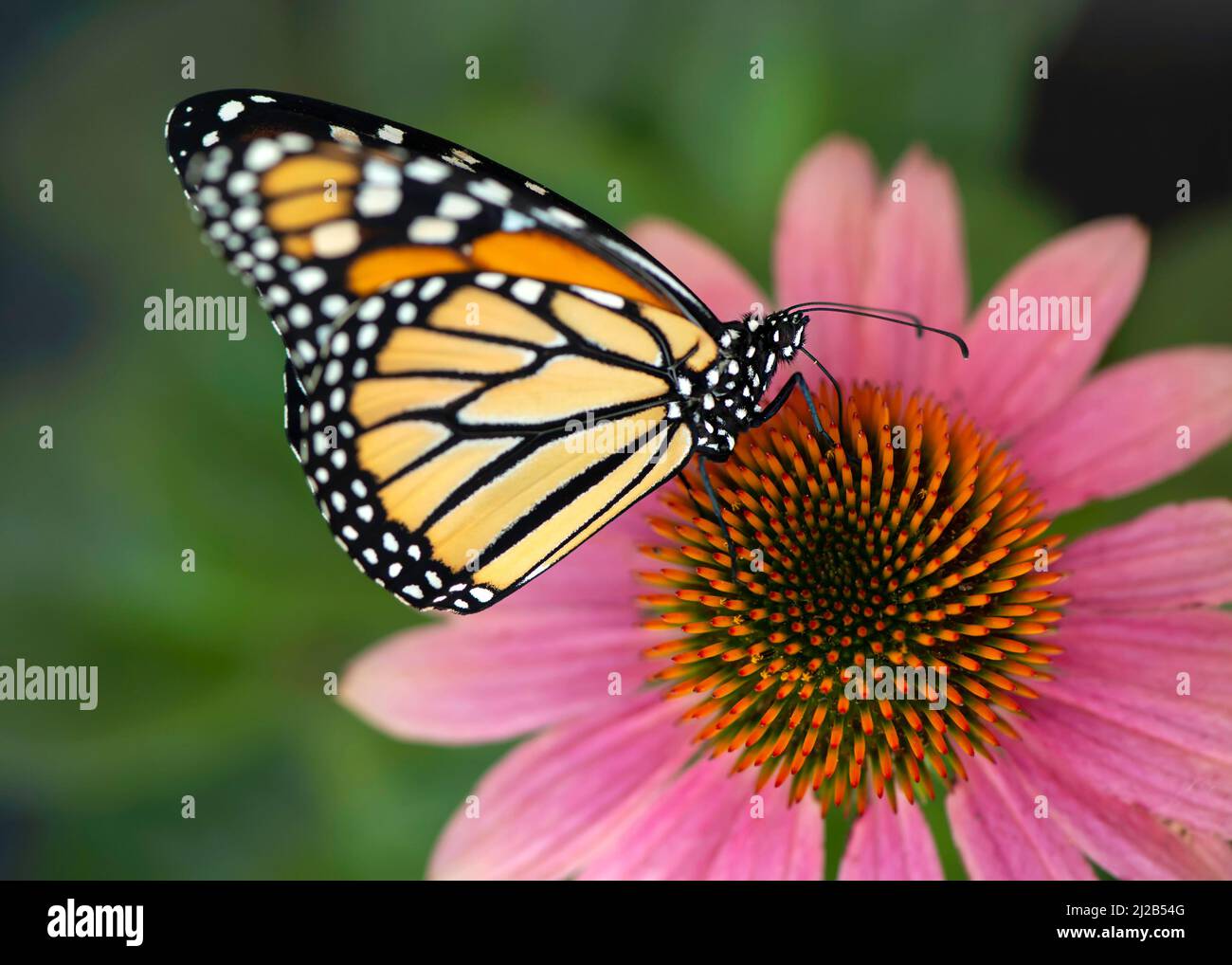 Canada buterfly hi-res stock photography and images - Alamy
