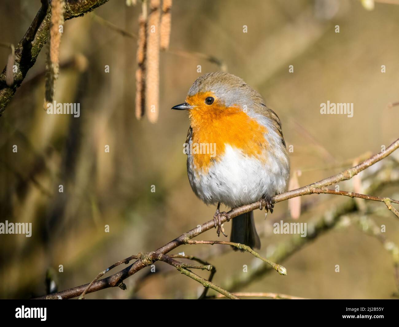 Robin foraging in early spring in mid Wales Stock Photo - Alamy