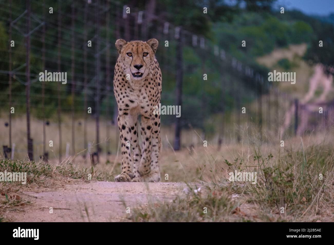 Cheeta wild animal in Kruger National Park South Africa, Cheetah on the ...