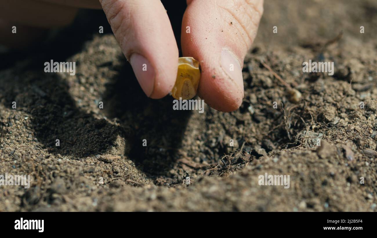 Close up hand planting corn hi-res stock photography and images - Alamy