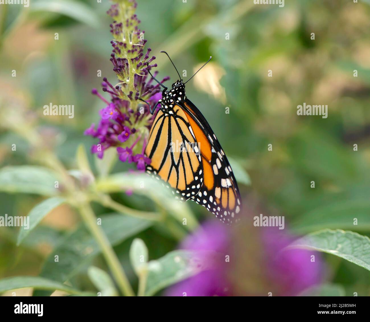 Canada buterfly hi-res stock photography and images - Alamy