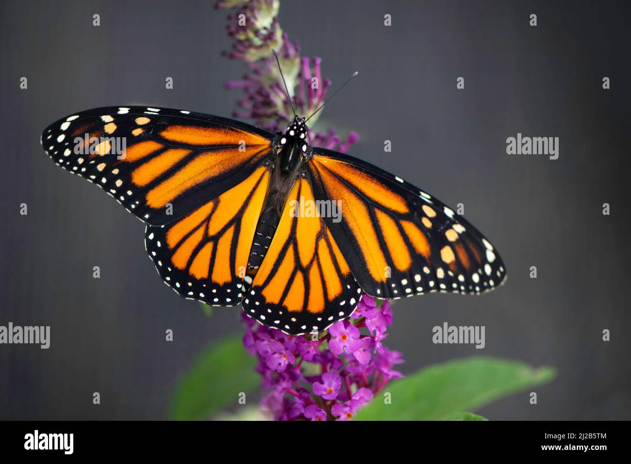 Canada buterfly hi-res stock photography and images - Alamy