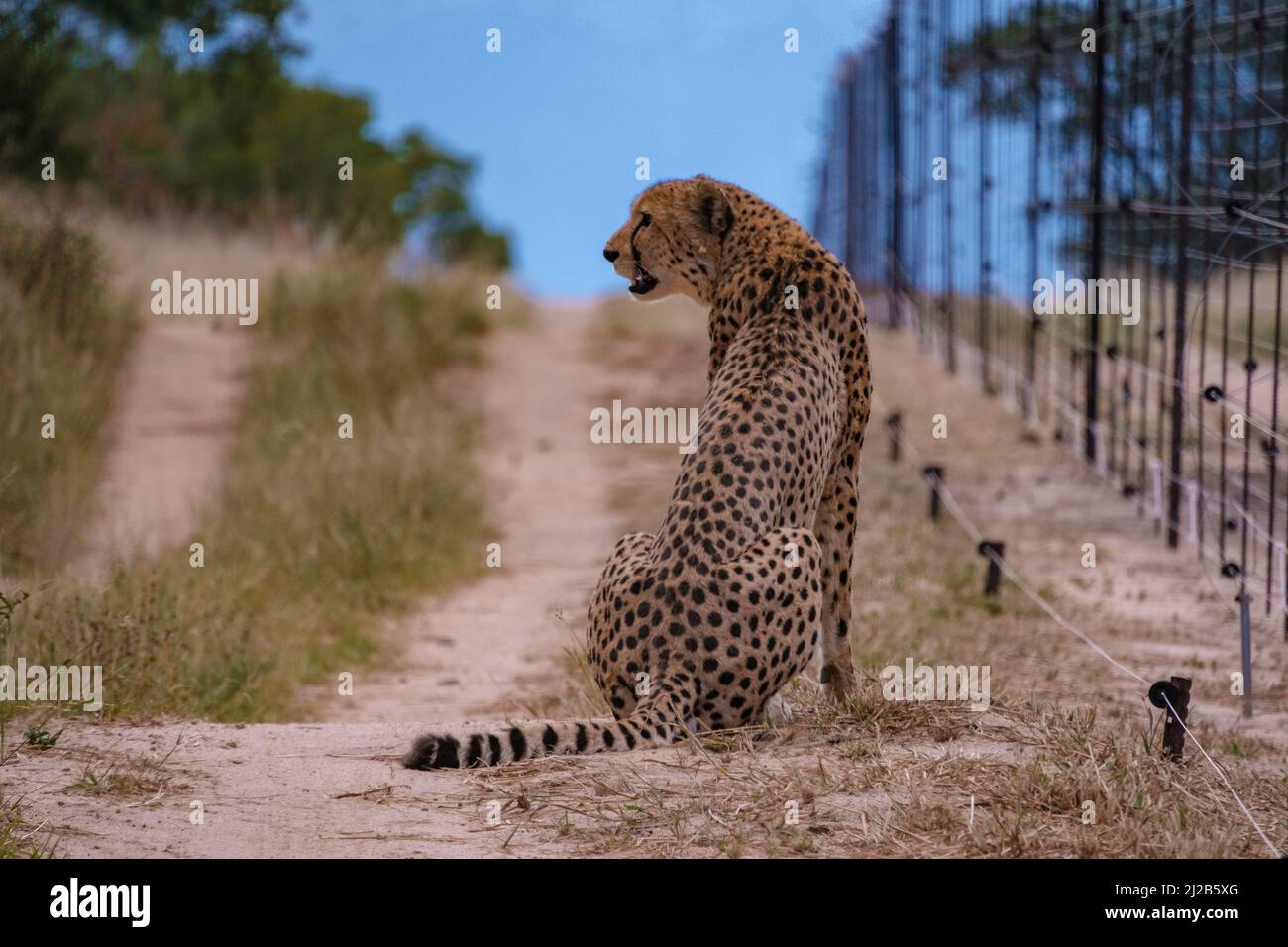 Cheeta wild animal in Kruger National Park South Africa, Cheetah on the ...