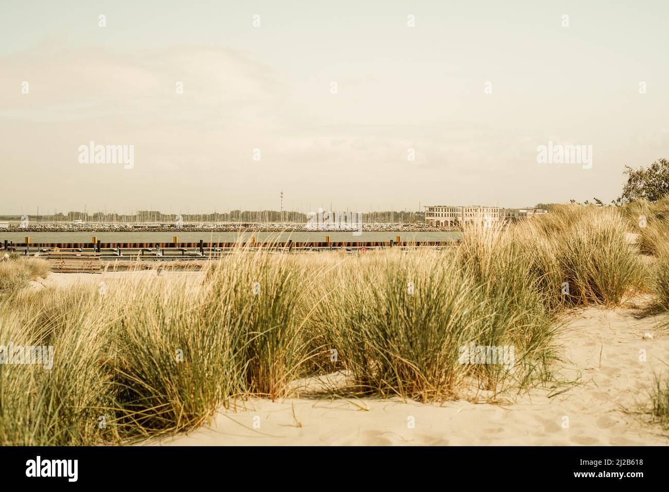A beautiful shot of wild Marram Grass on desert sand dunes against a ...