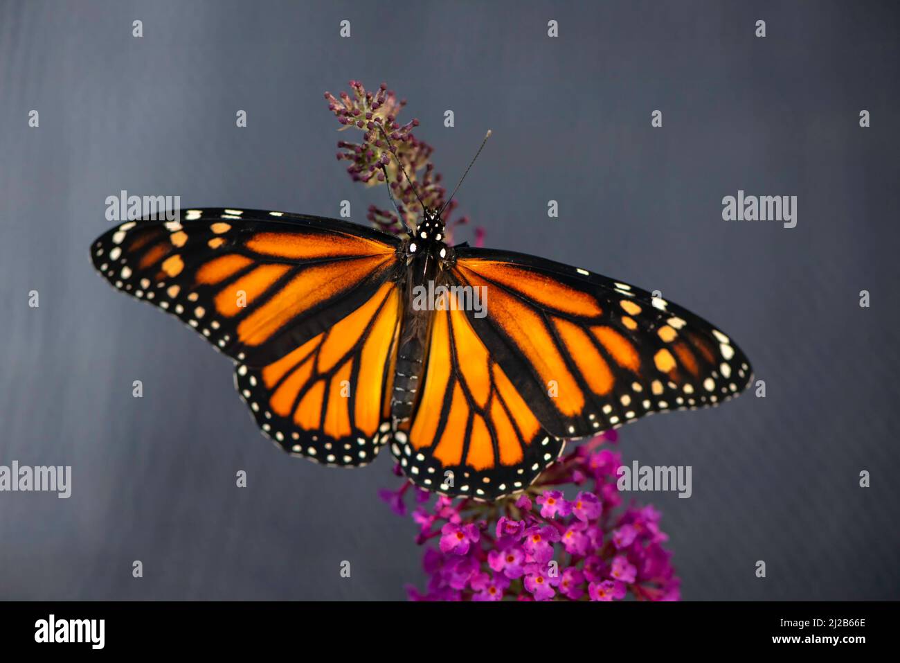 Canada buterfly hi-res stock photography and images - Alamy