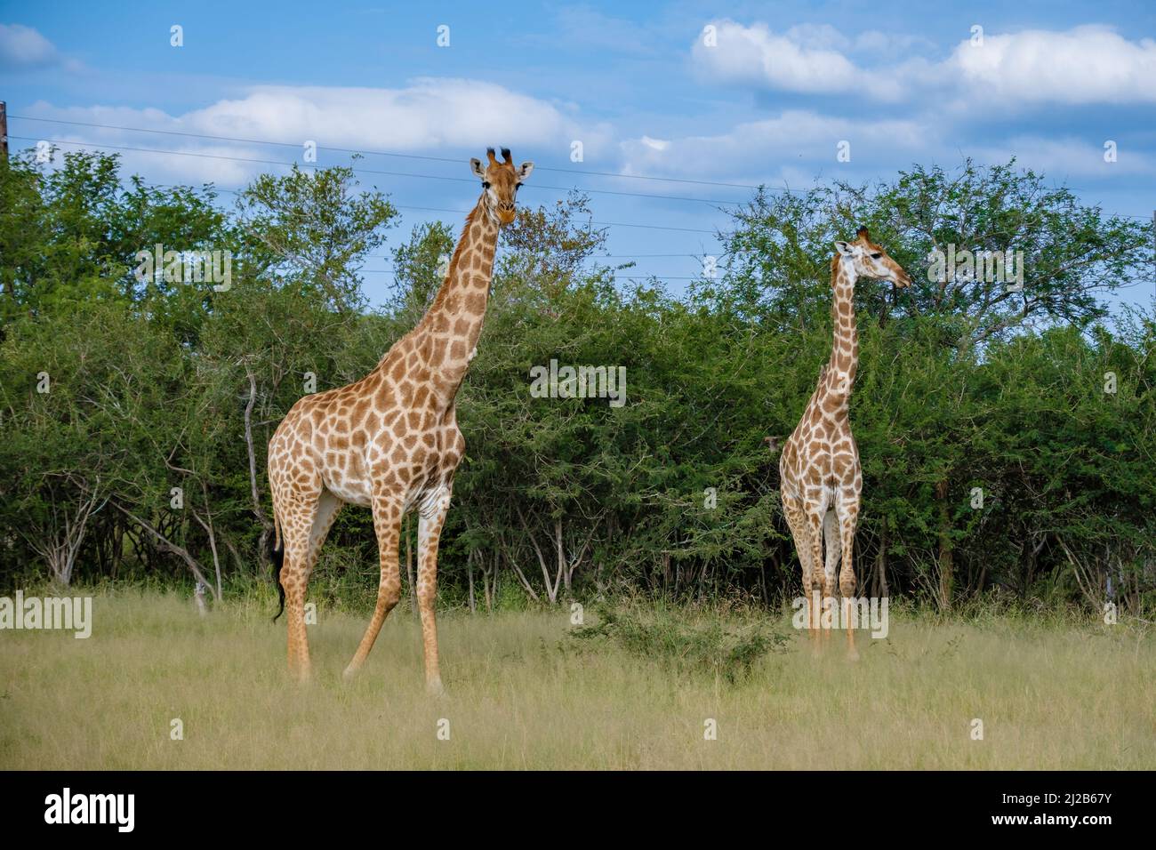 Giraffe in South Africa with blue sky in the bush of Kruger National ...