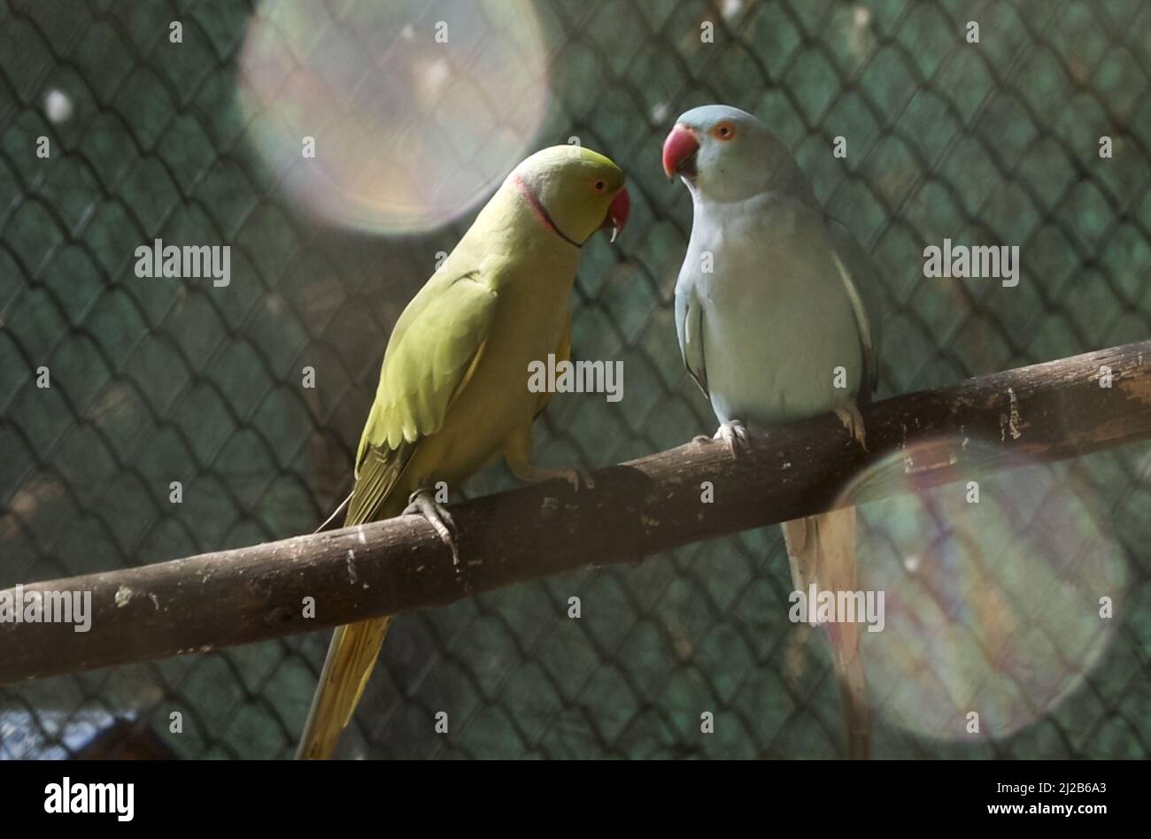 The two colorful parrots perched on the tree trunk in the zoo Stock ...