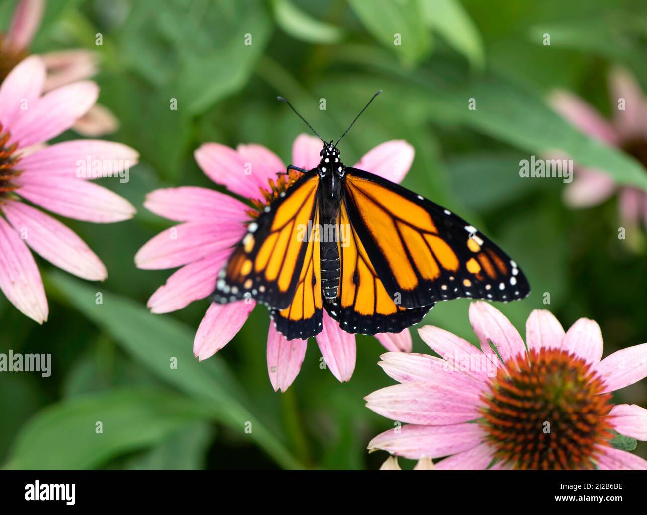 Monarch buterfly hi-res stock photography and images - Alamy