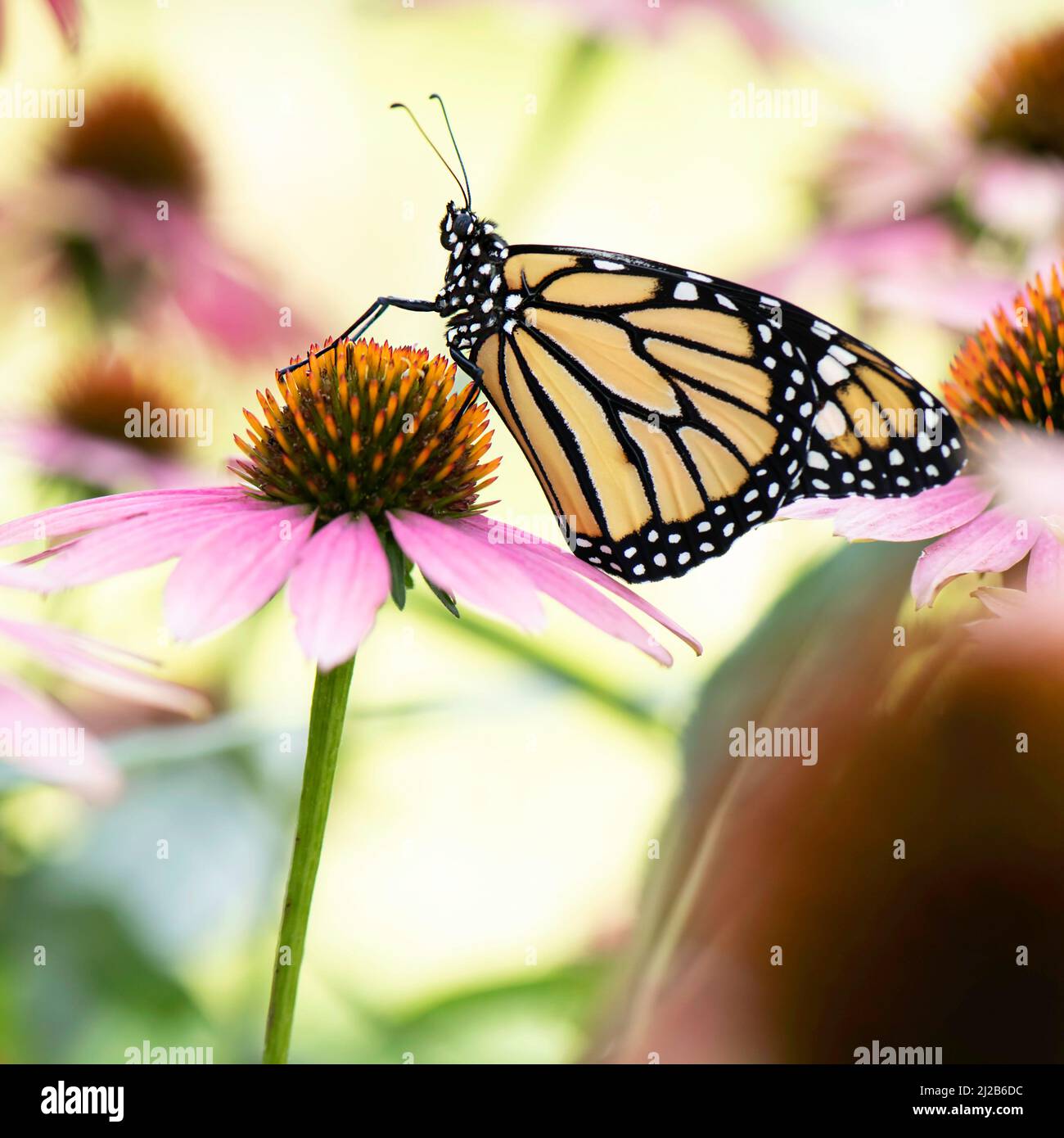 Monarch buterfly hi-res stock photography and images - Alamy