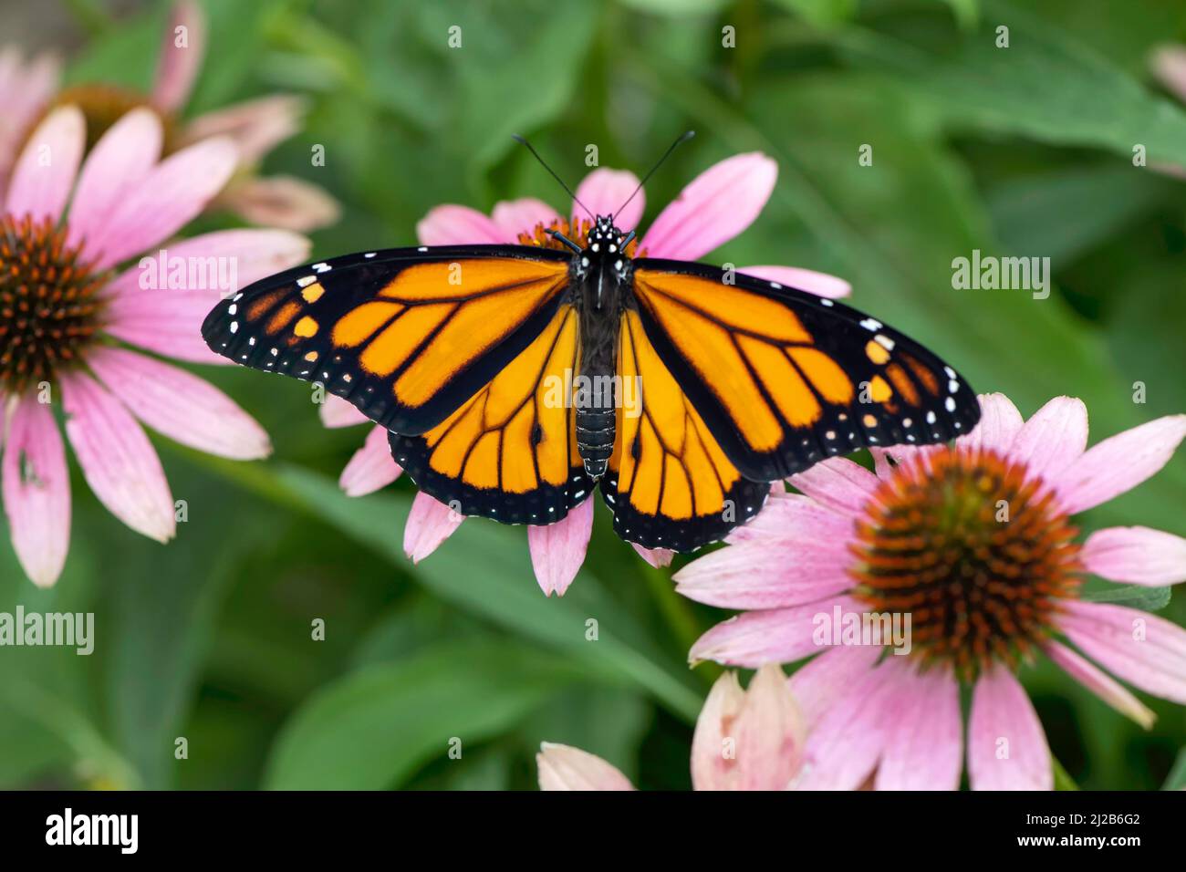 Monarch buterfly hi-res stock photography and images - Alamy