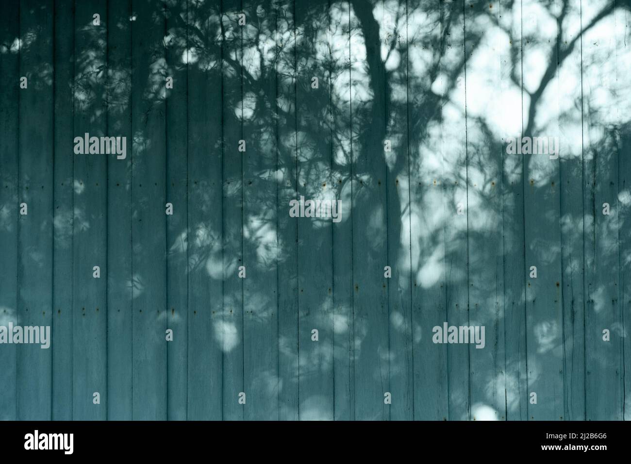 shadow of natural garden tree on wood blue wall surface background ...