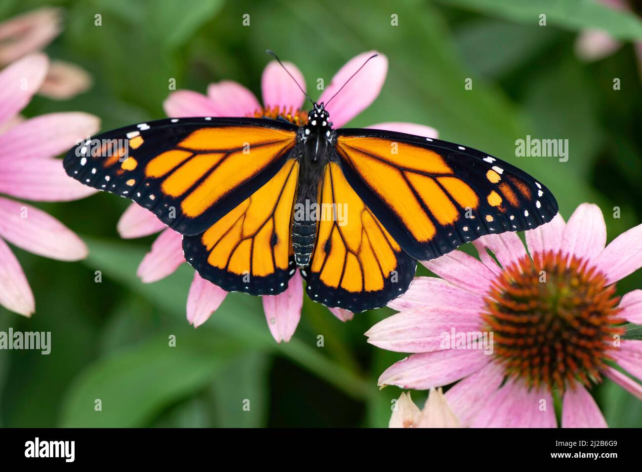 Canada buterfly hi-res stock photography and images - Alamy