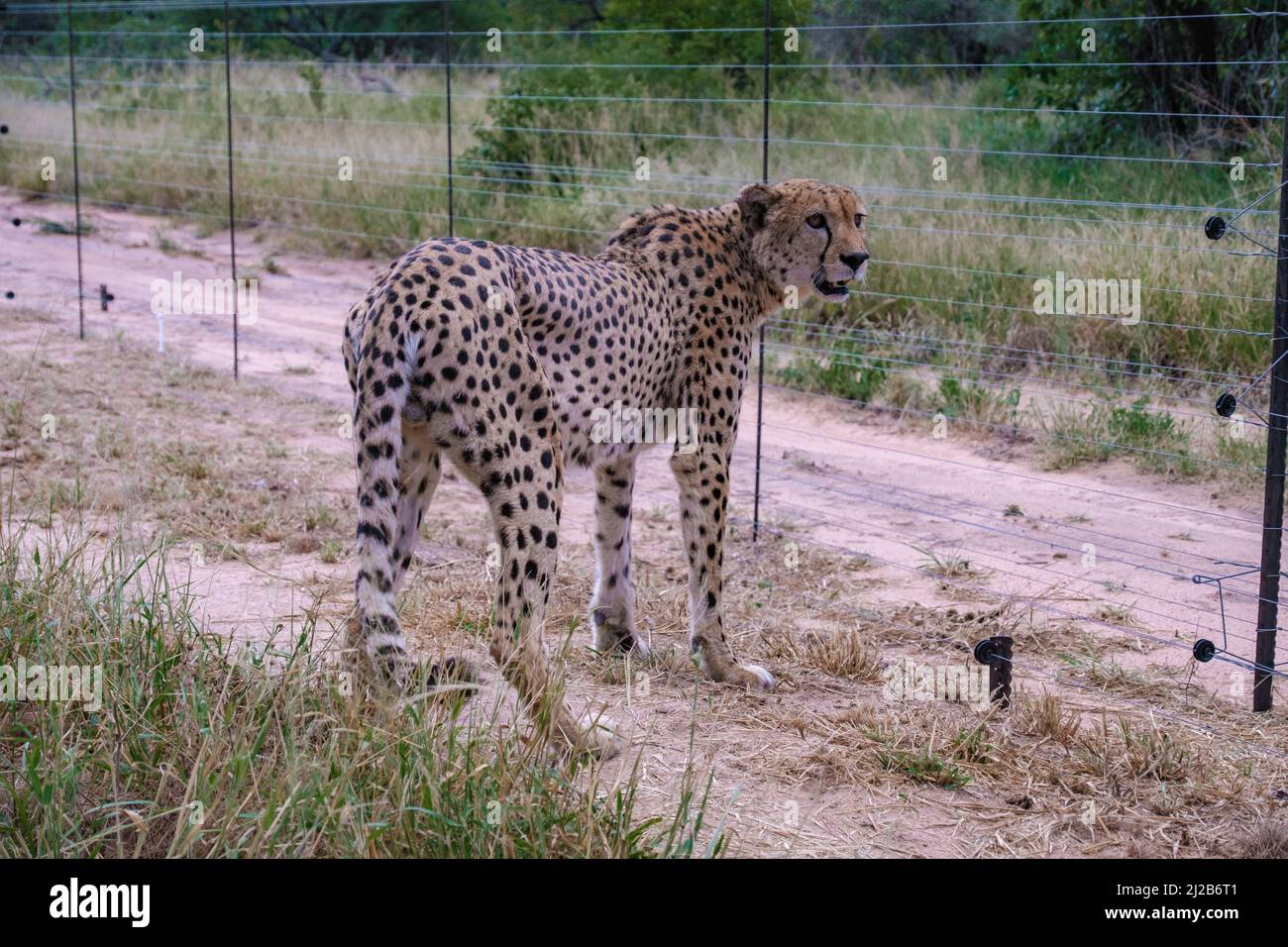Cheeta wild animal in Kruger National Park South Africa, Cheetah on the ...