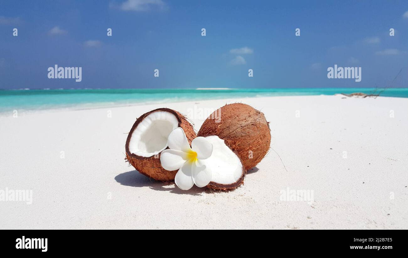 A beautiful shot of a coconut and a white flower at a beach near the ...