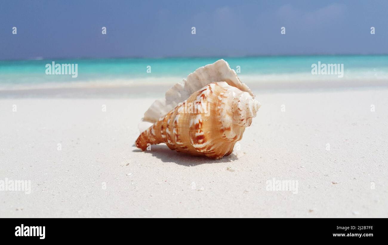 A beautiful shot of a shell at a beach near the Indian Ocean in the ...
