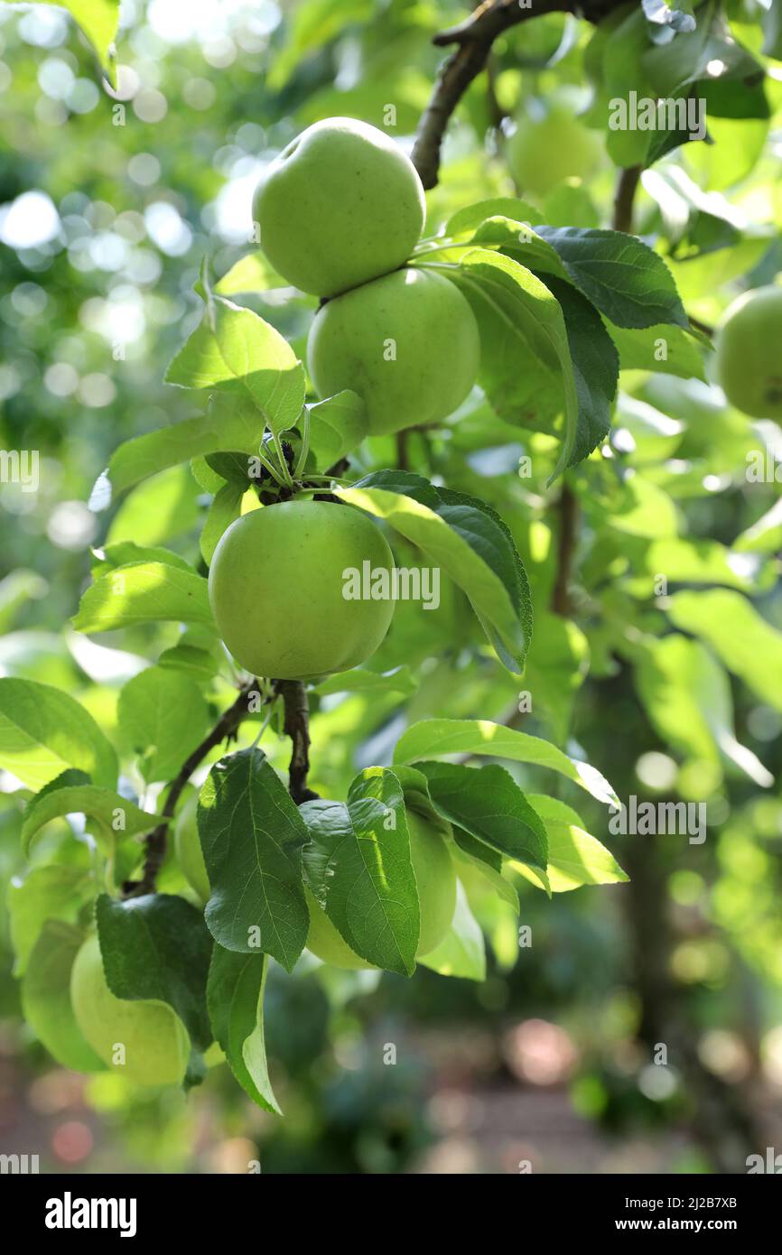Apple orchard: cultivation of dessert apples, apples on an apple tree ...