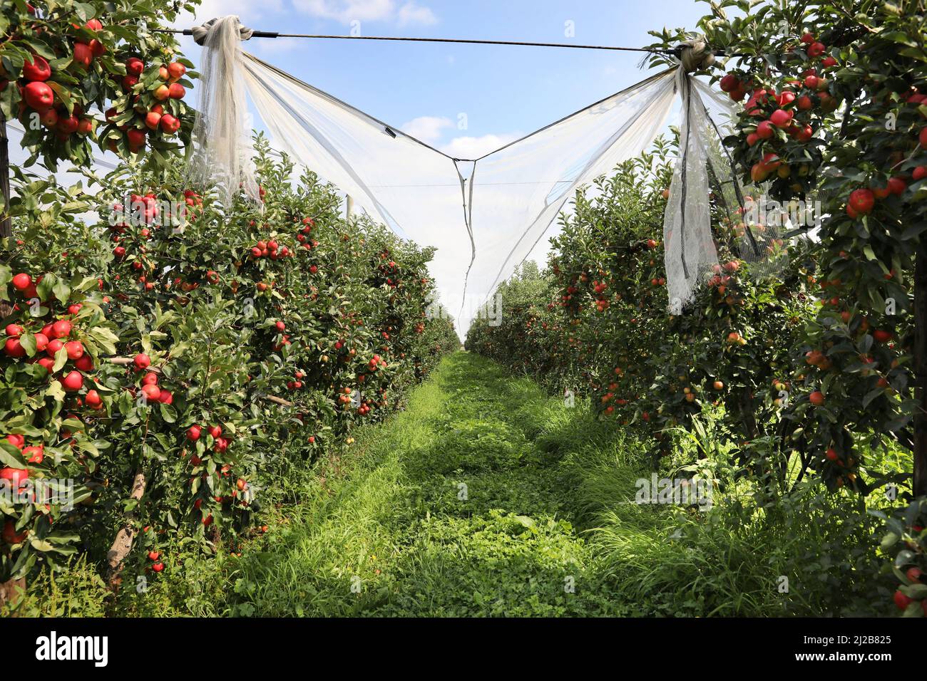 Orchard nets hi-res stock photography and images - Alamy