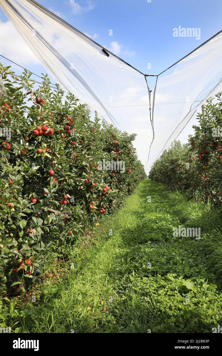 Orchard nets hi-res stock photography and images - Alamy