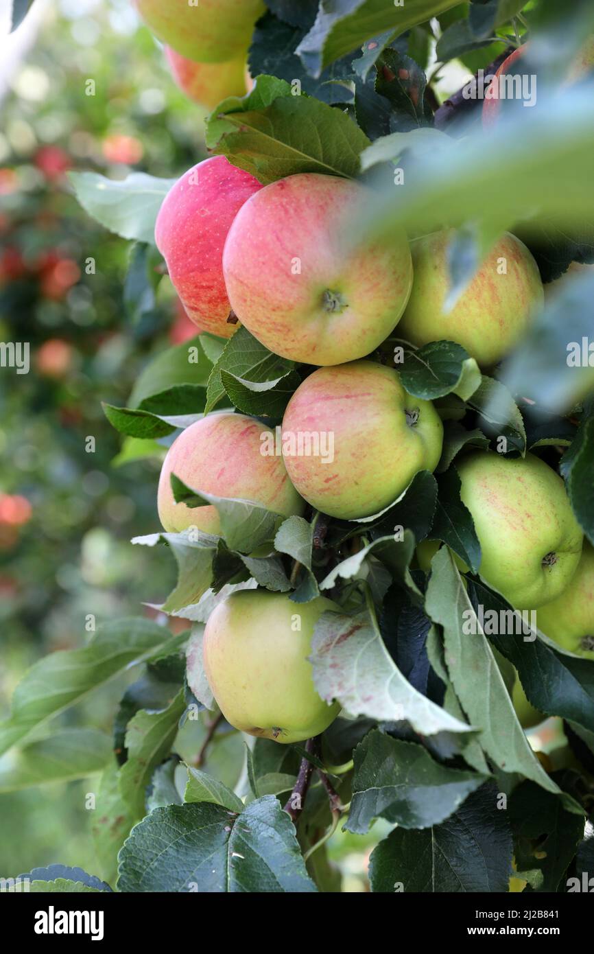 Two coloured apple hi-res stock photography and images - Alamy
