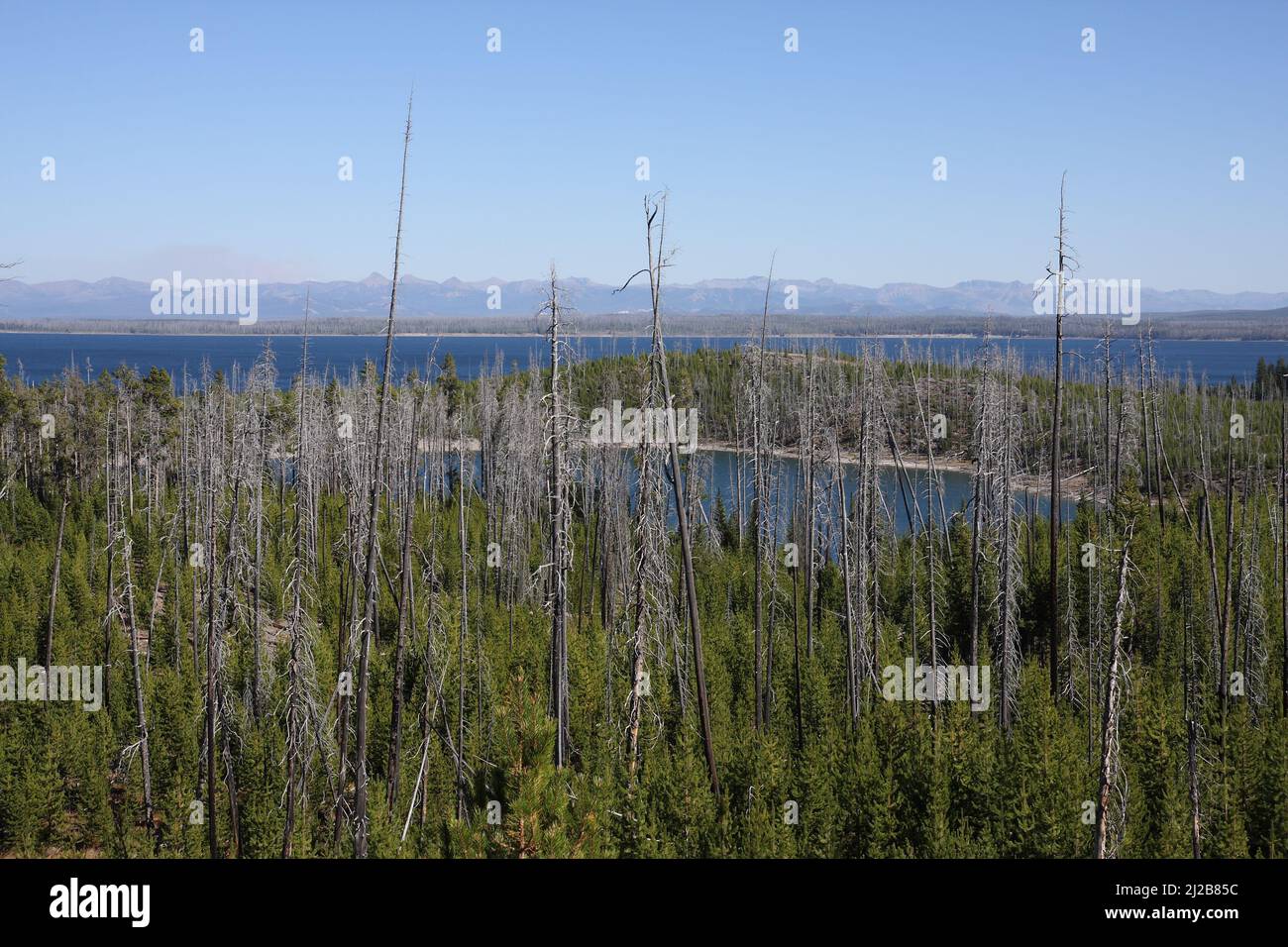 A natural view of a thick forest landscape with a lake in the middle ...