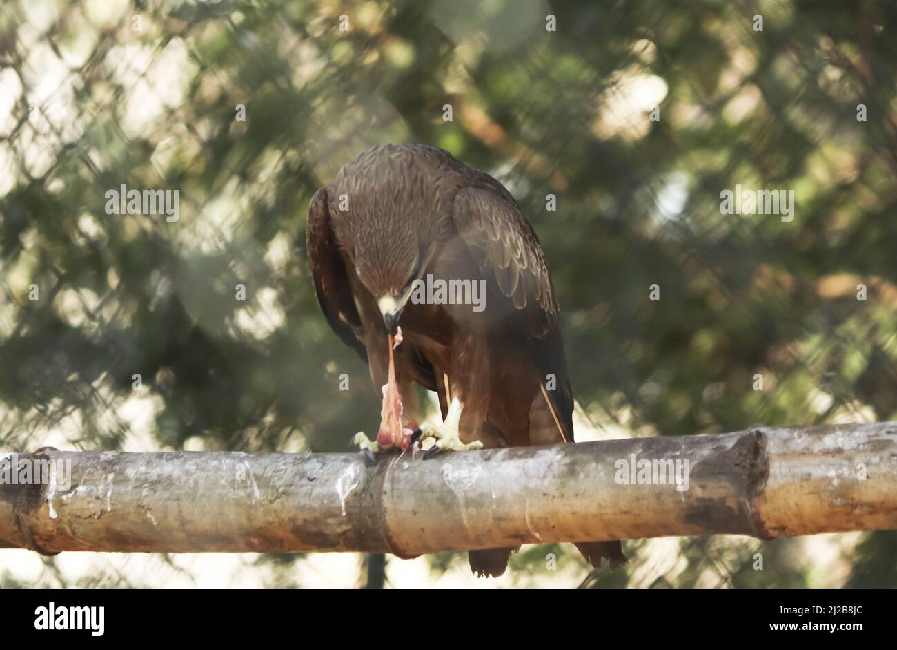 Bird pulling feathers hi-res stock photography and images - Alamy