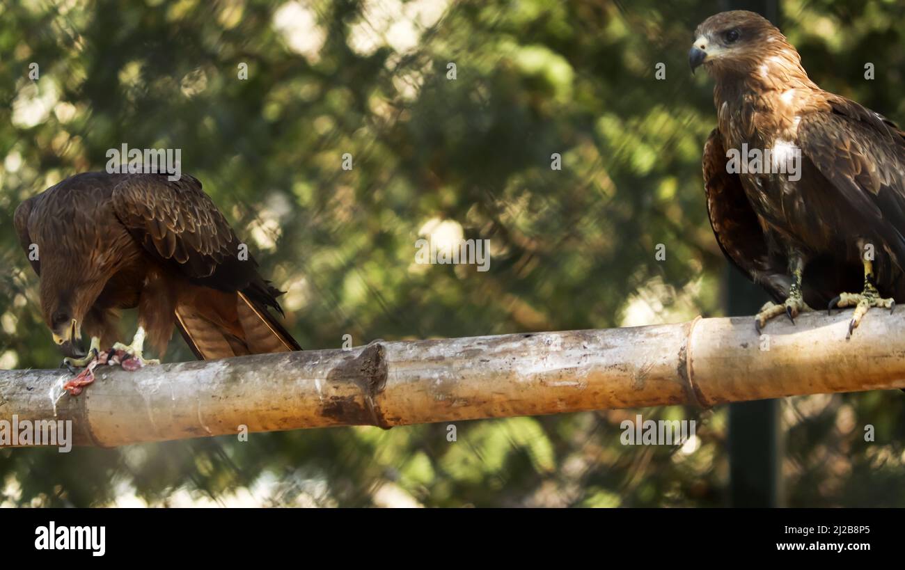 The two eagles pulling the meat by the nose on a wooden block in the ...