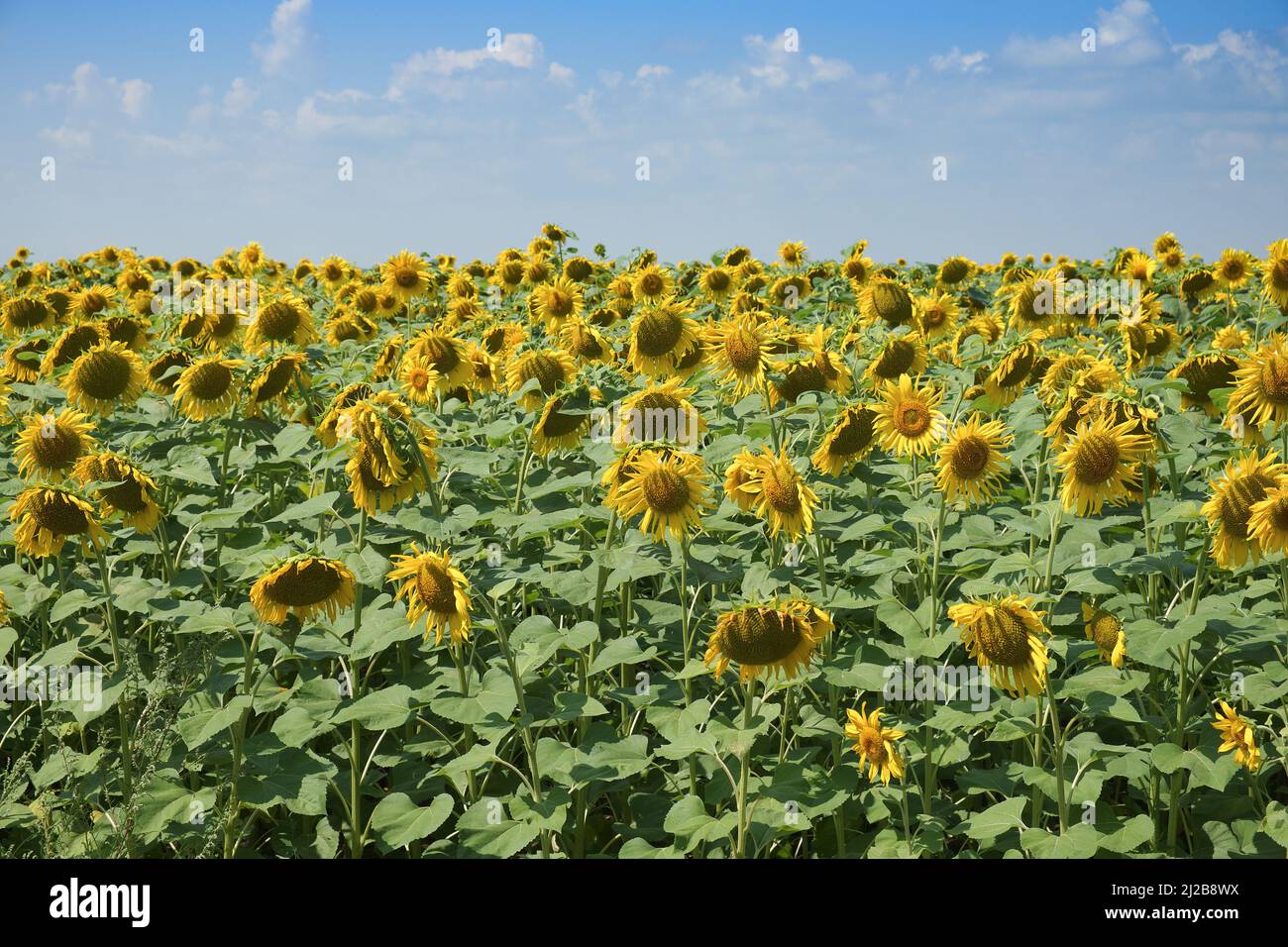Sunflower landscape photography hi-res stock photography and images - Alamy