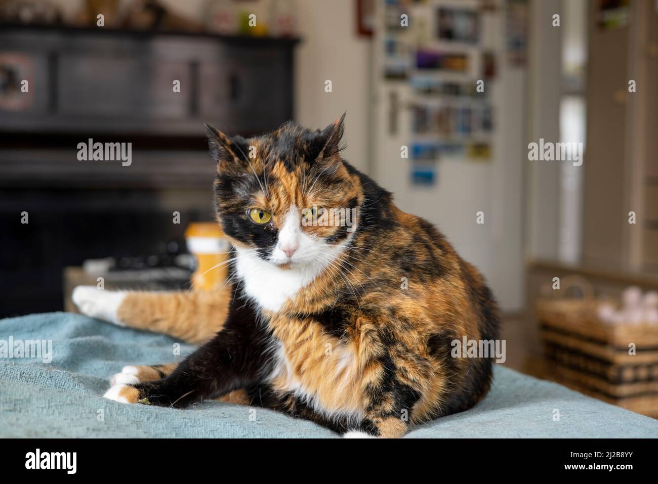 Farbige katze hi-res stock photography and images - Alamy