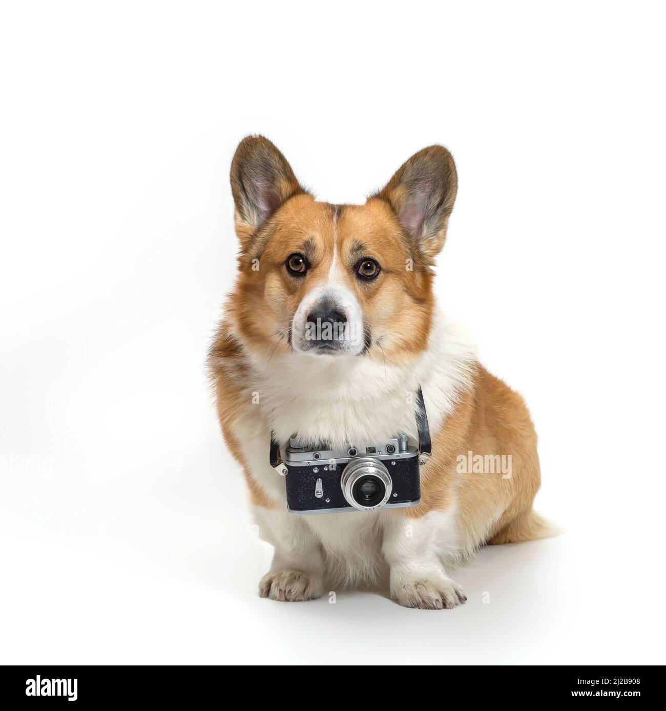 square portrait of a cute photographer dog corgi sitting on a white ...
