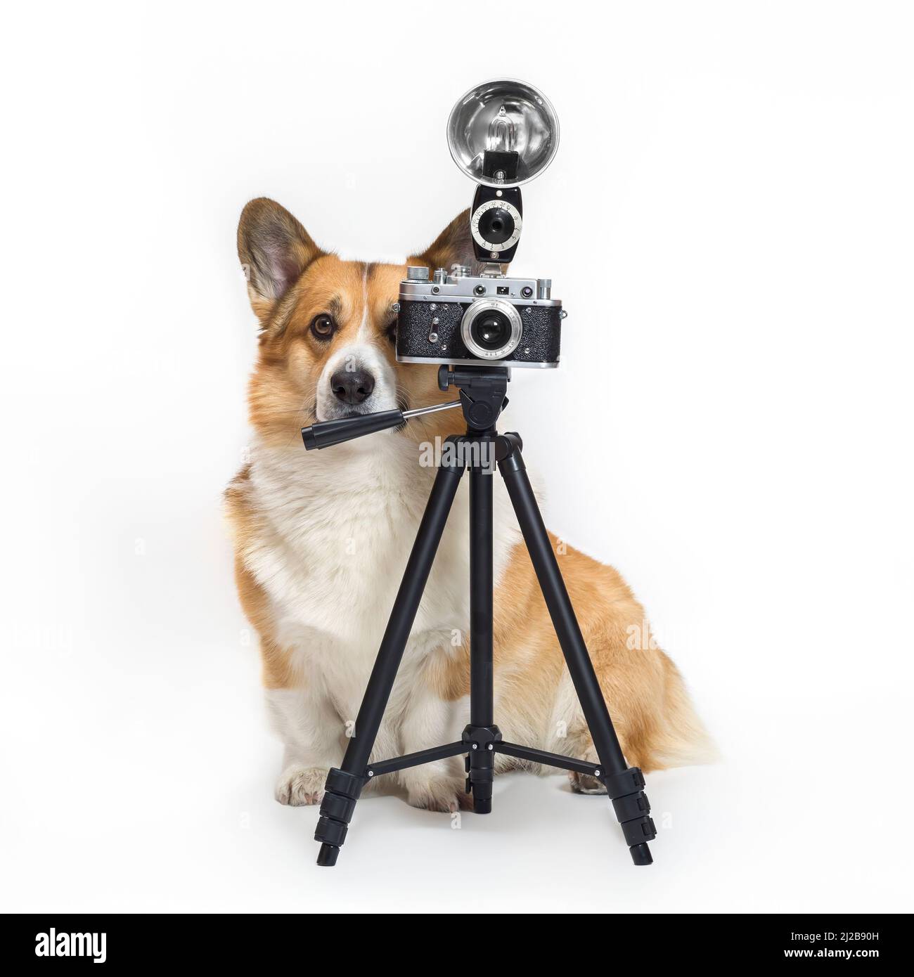 Camera and lens and animal Cut Out Stock Images & Pictures - Alamy