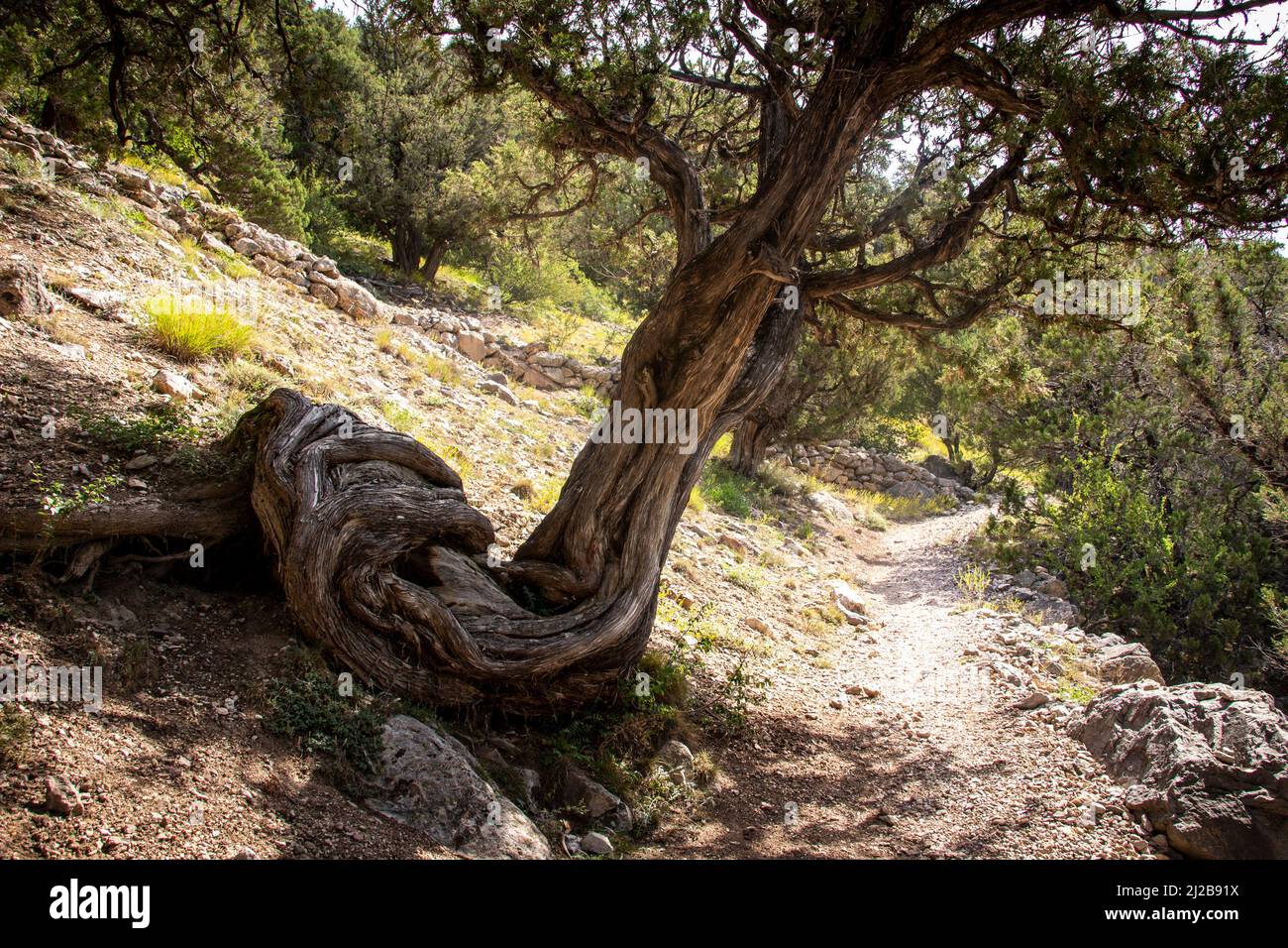 Knotty tree trunk by a hiking path in the Queyras Regional Nature Park ...