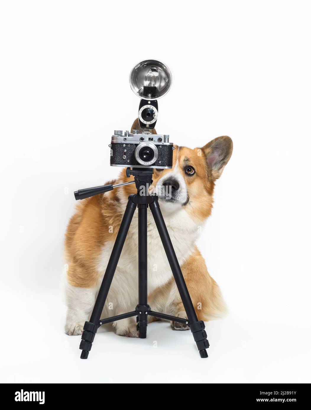 cute photographer dog corgi standing on a white background in the ...
