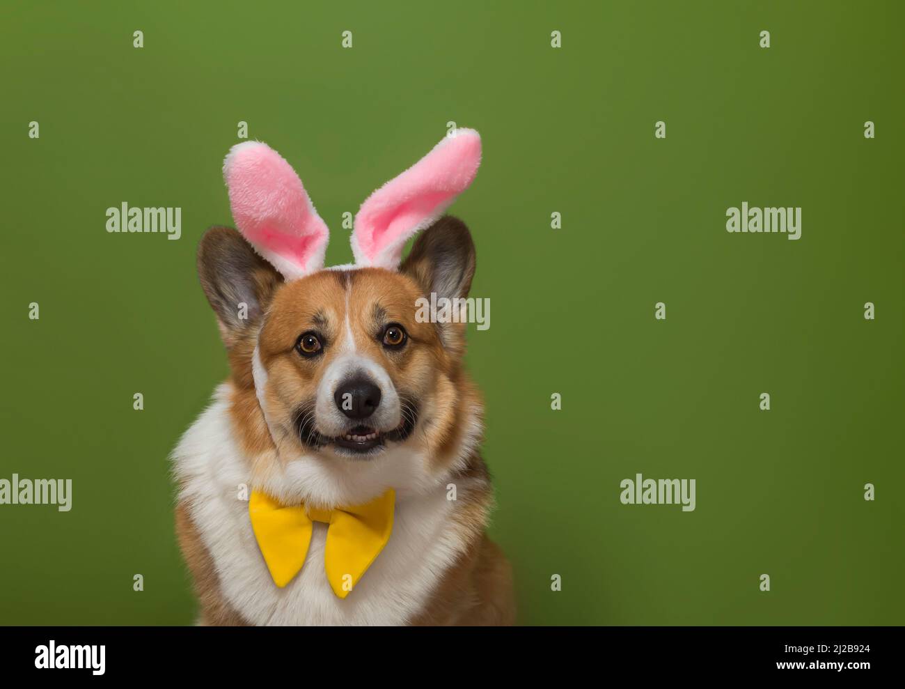charming portrait of a cheerful corgi pembroke dog in pink easter bunny ...
