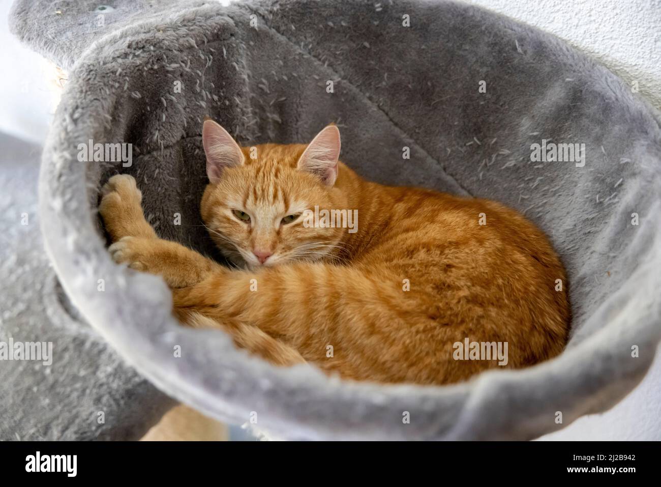 Tired red cat in cat tree Stock Photo - Alamy