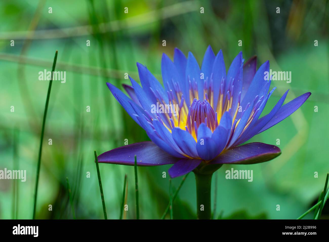blue violet water lily flower with green nature background Stock Photo ...