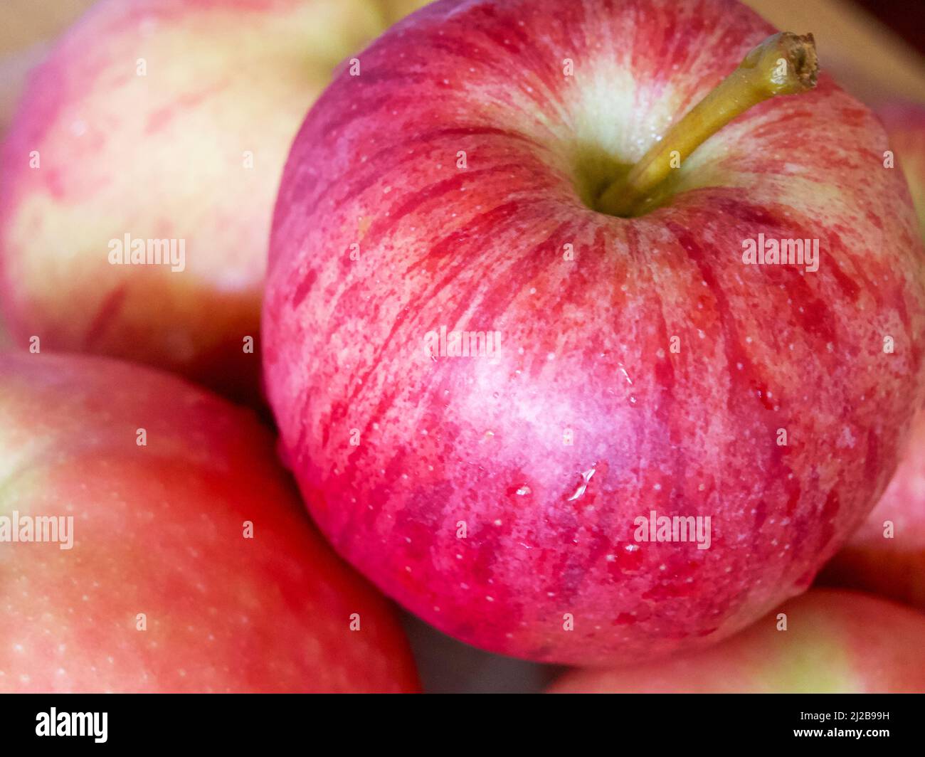 Ripe gala apples, a close-up shot. Apples whose peel is covered with ...
