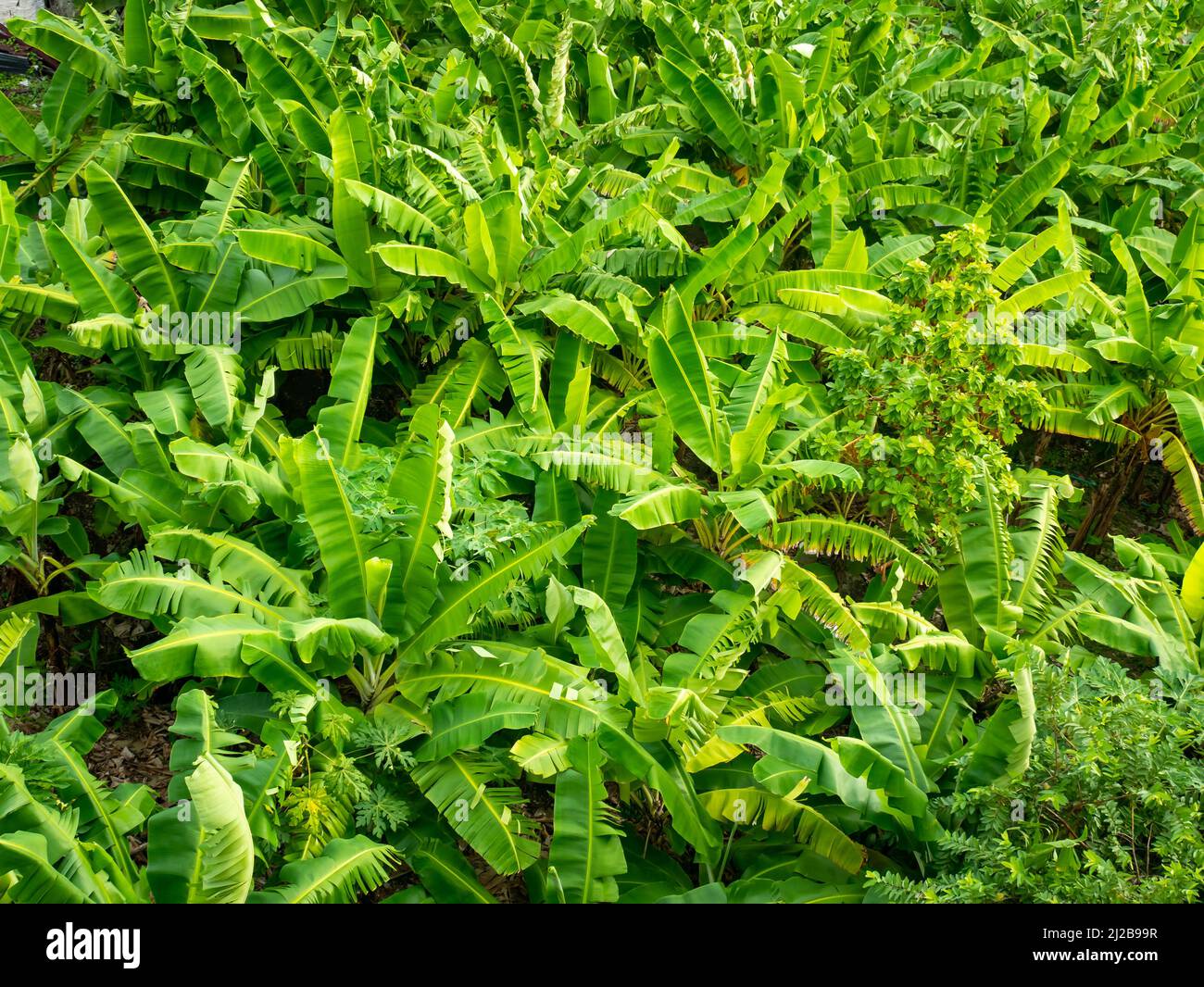 Crop view hi-res stock photography and images - Alamy