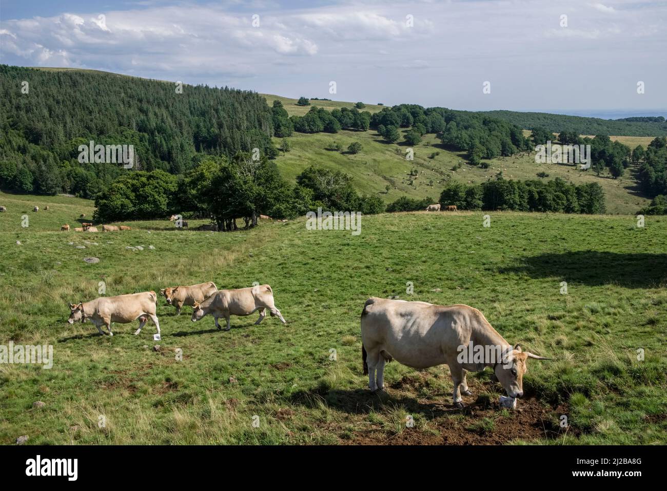 Cows, Aubrac cattle on the Aubrac Plateau (south of France Stock Photo ...