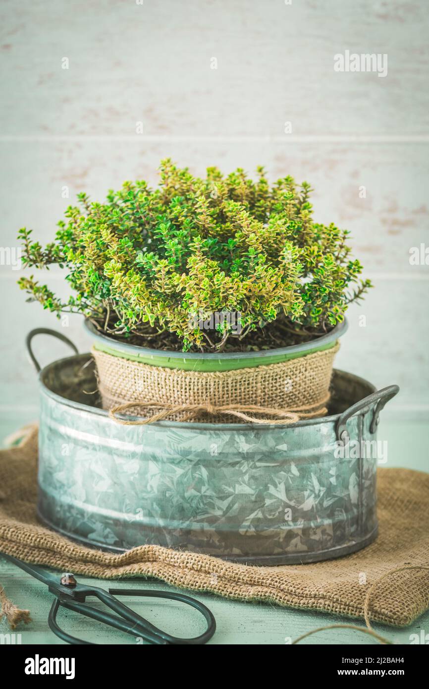 Thyme herb plant in a pewter pot on a light green and white wooden ...