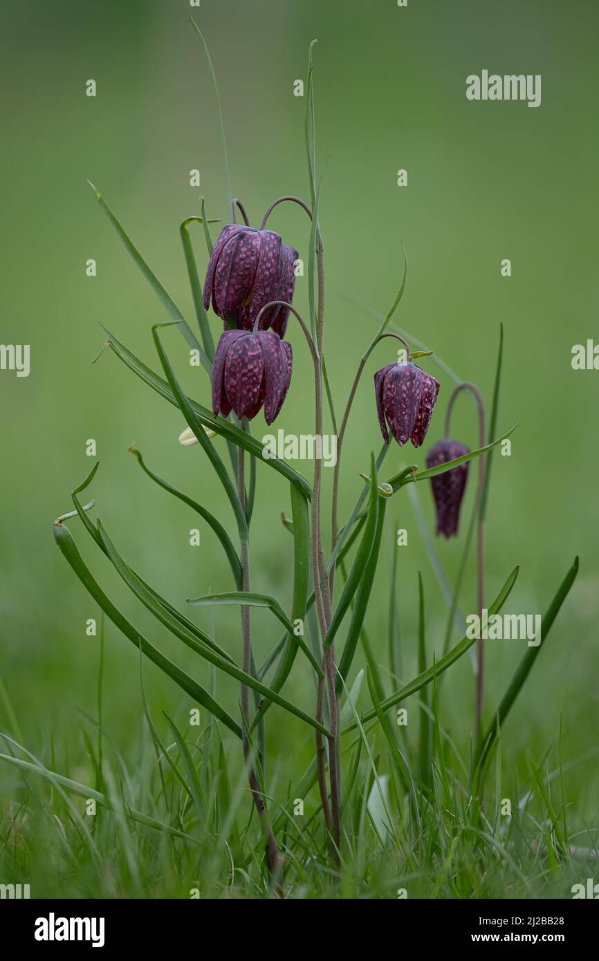 Pendulous flowers hi-res stock photography and images - Alamy