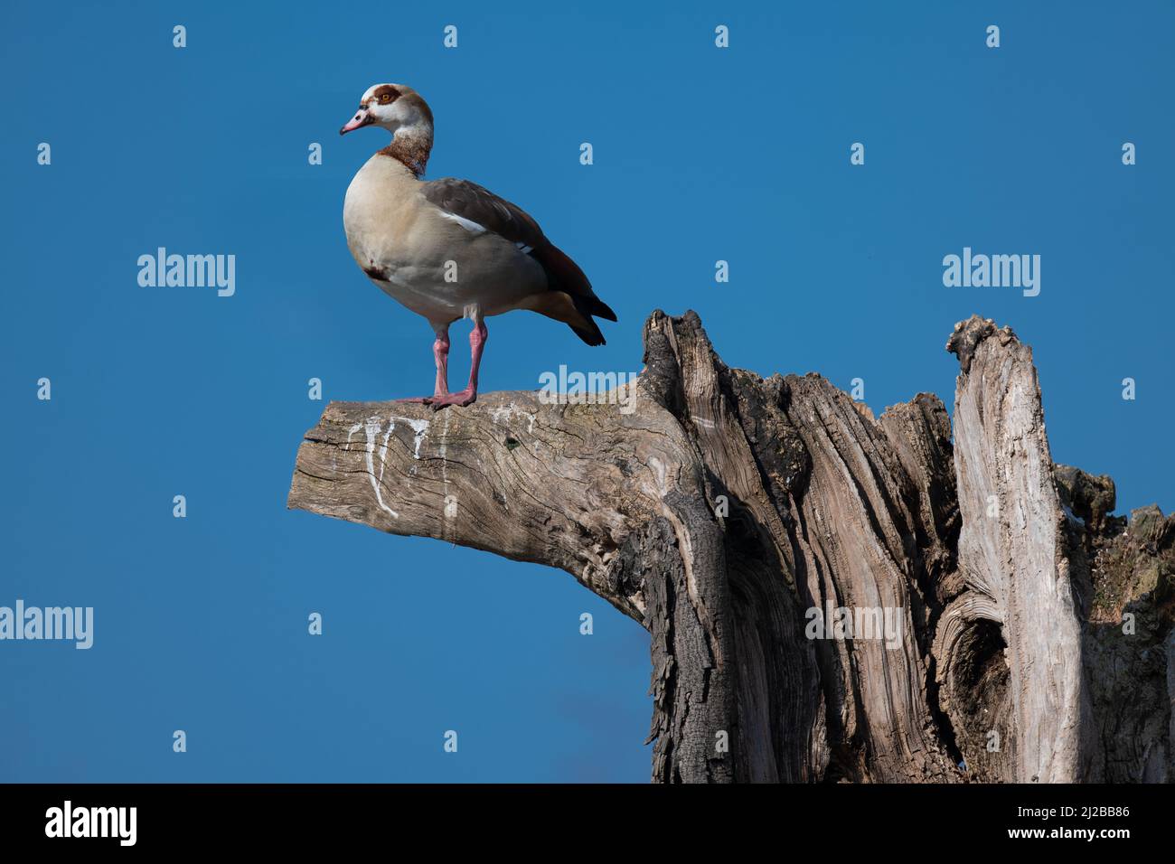 Egypt goose hi-res stock photography and images - Alamy