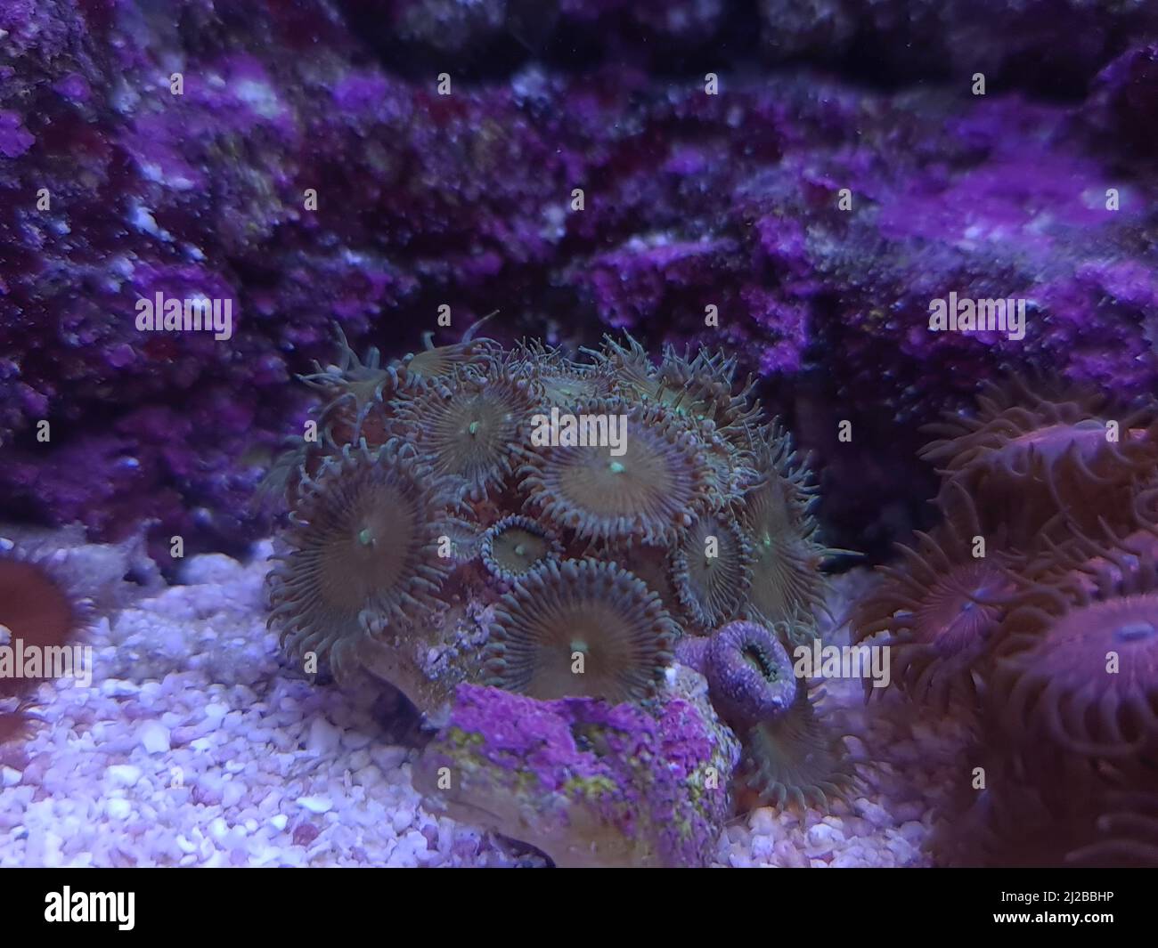 Colorful zoanthids polyps, close up photography Stock Photo - Alamy