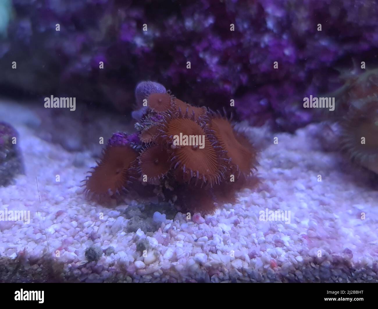 Colorful zoanthids polyps, close up photography Stock Photo - Alamy