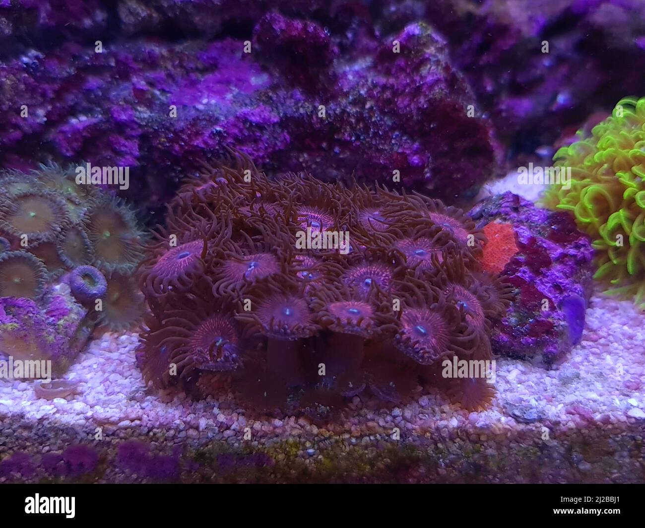 Colorful zoanthids polyps, close up photography Stock Photo - Alamy