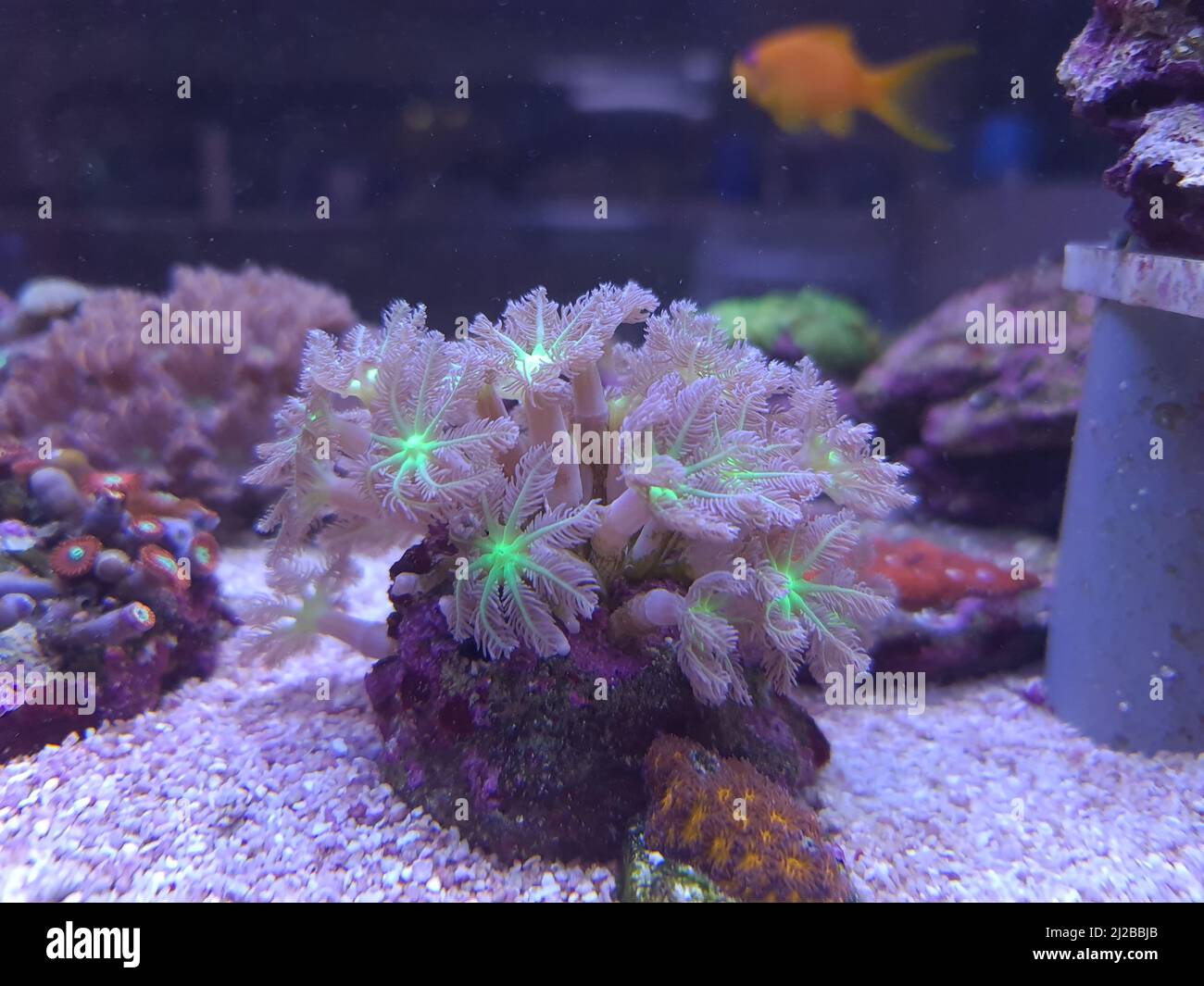 The Clavularia Polyps colony - Clavulariidae spp Stock Photo - Alamy