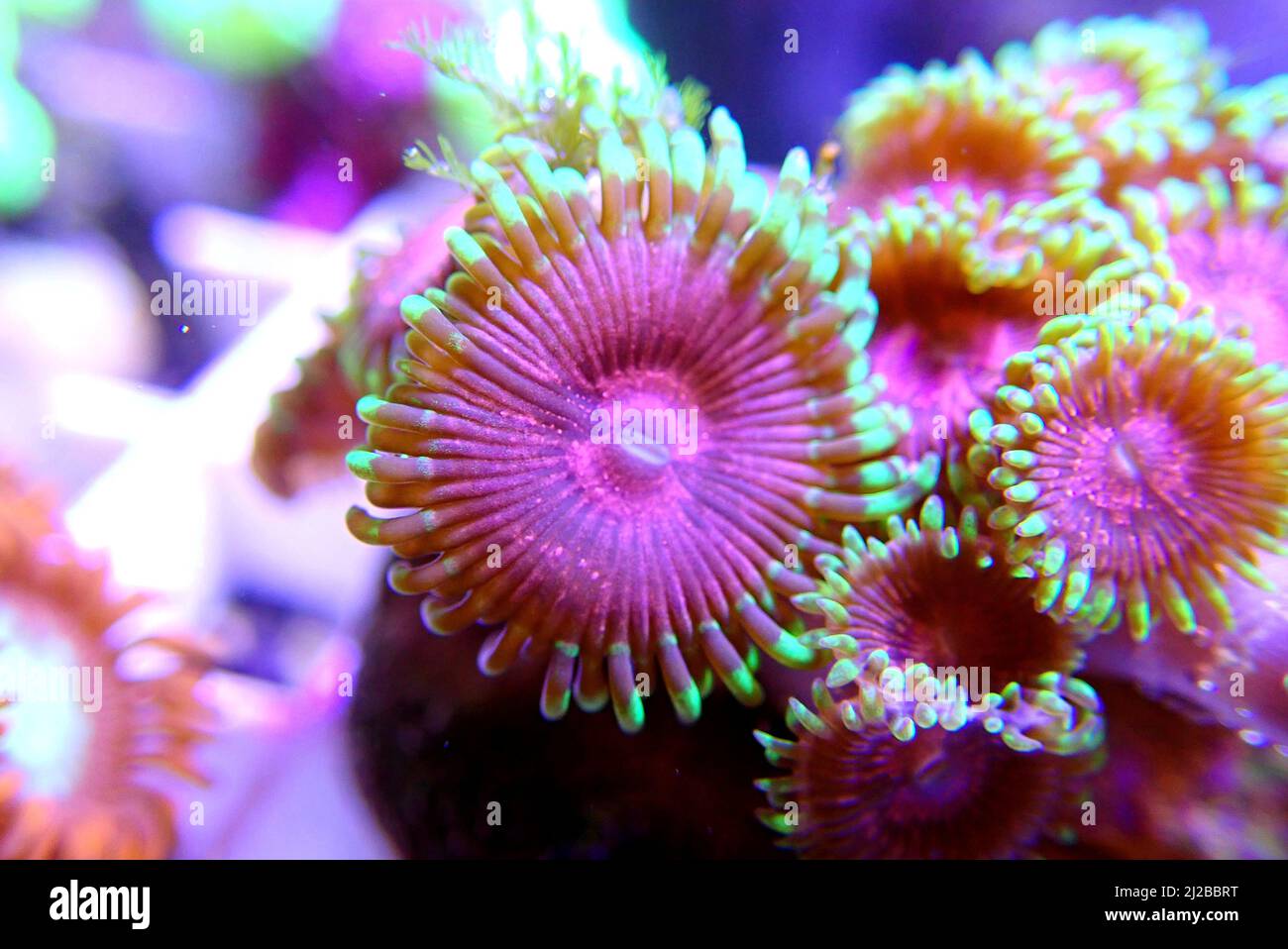 Colorful zoanthids polyps, close up photography Stock Photo - Alamy