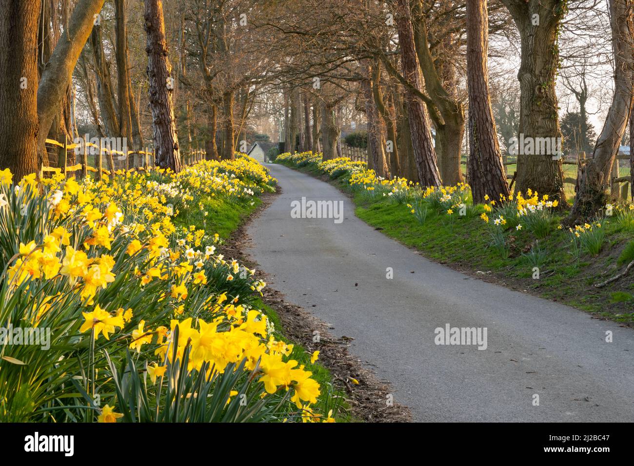 Daffodils lining a country lane in spring evening sunlight, Burwash ...
