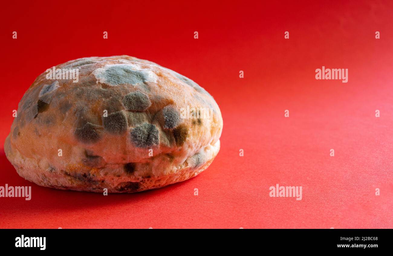 Moldy bread. Rotten bread on red background with space for text ...